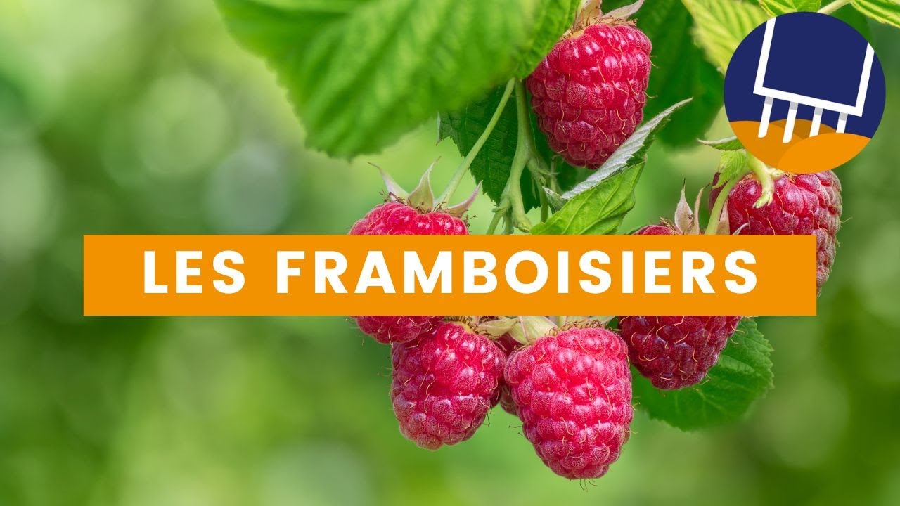 Conseils pour une récolte abondante de framboises dans votre jardin ...