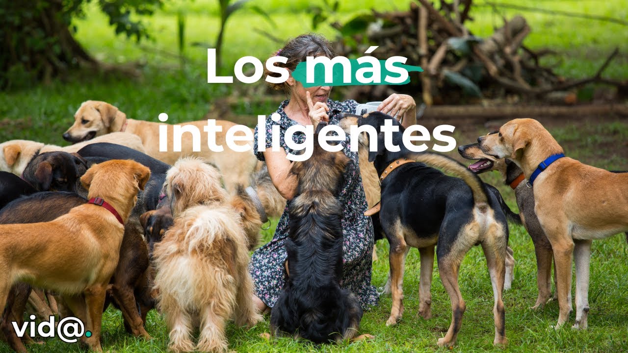 ¿Cuáles son los perros más inteligentes? ¡Te sorprenderá el ranking! # ...
