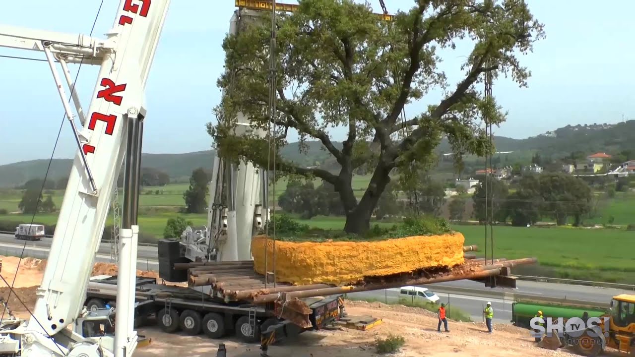 A tree in Japan being removed (with roots being painstakingly protected ...