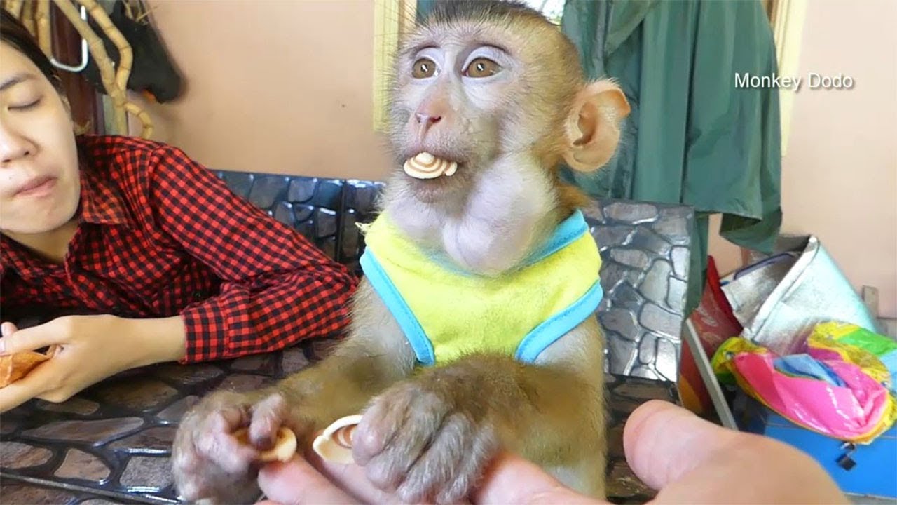 Awesome!! What Happen When Dodo Very Full Food In Pouches - YouTube