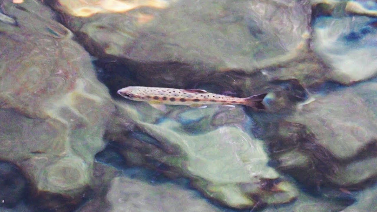 1120412 The Formosan landlocked salmon is a freshwater salmonid fish ...