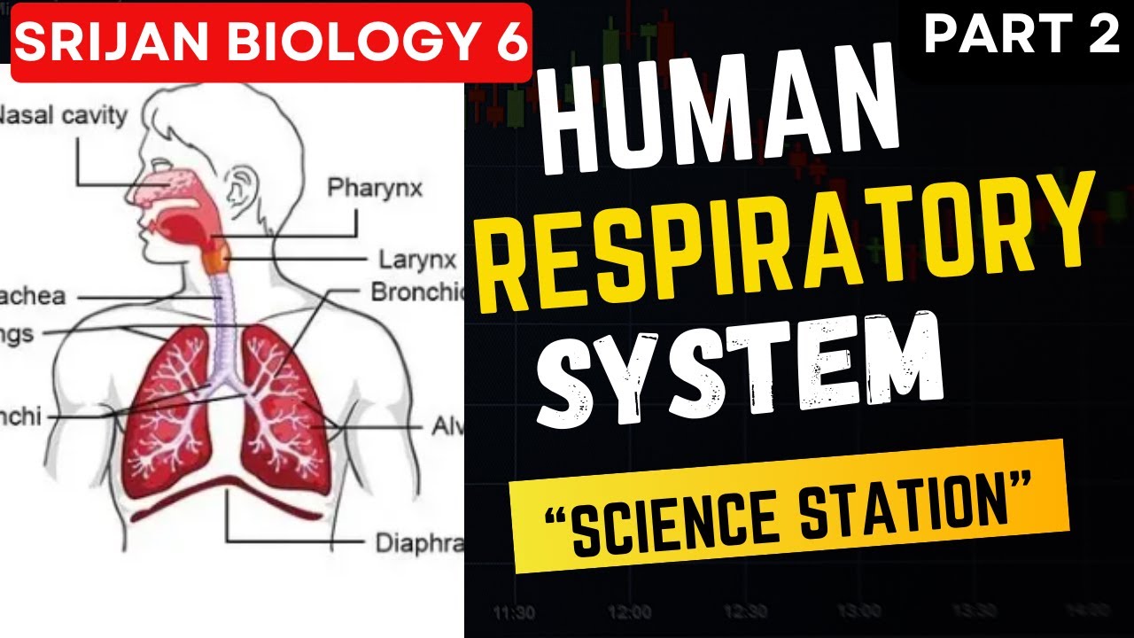 HUMAN RESIPIRATORY SYSTEM CLASS 6 ICSE | RESPIRATORY SYSTEM CLASS 6 ...