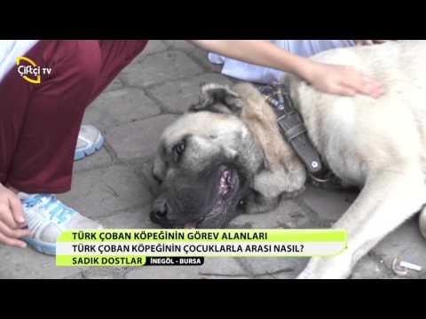 SADIK DOSTLAR/ÇOBAN KÖPEĞİ 5. BÖLÜM
