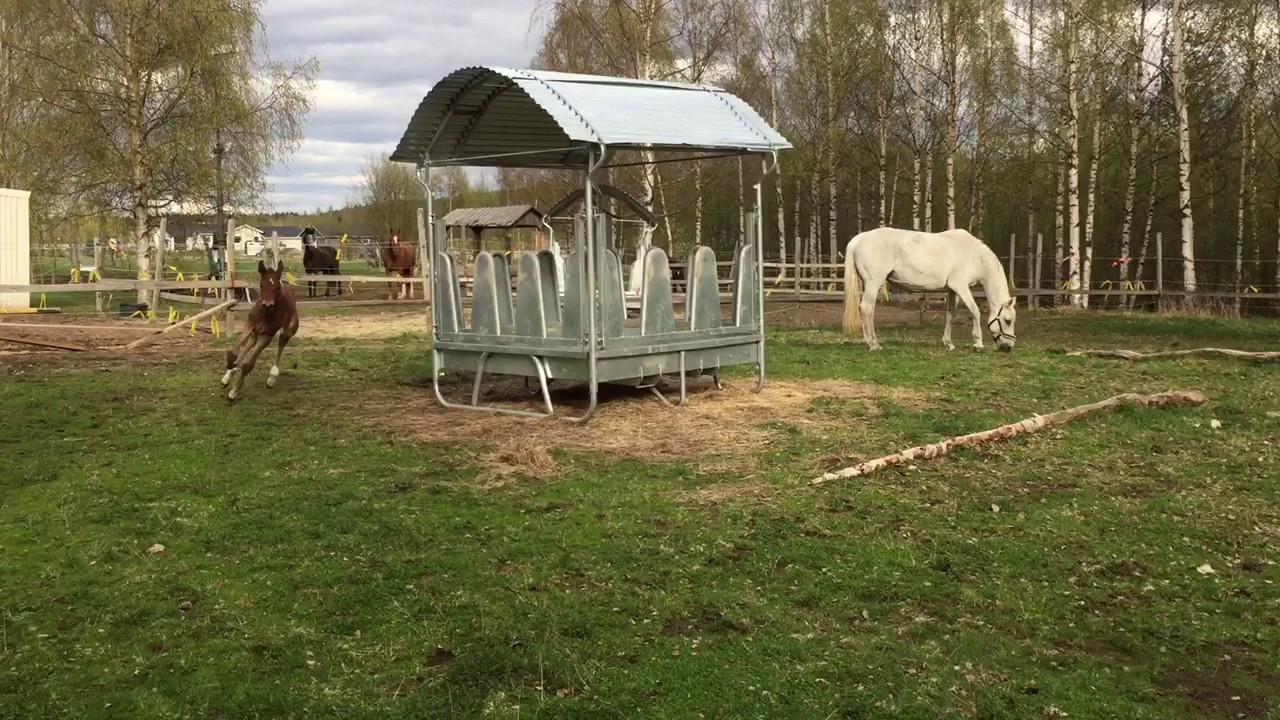 Kannan - Cardento stallion born 2017 - YouTube