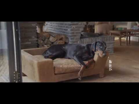 Big dogs coming home | Lord Lou Pet Furniture - YouTube