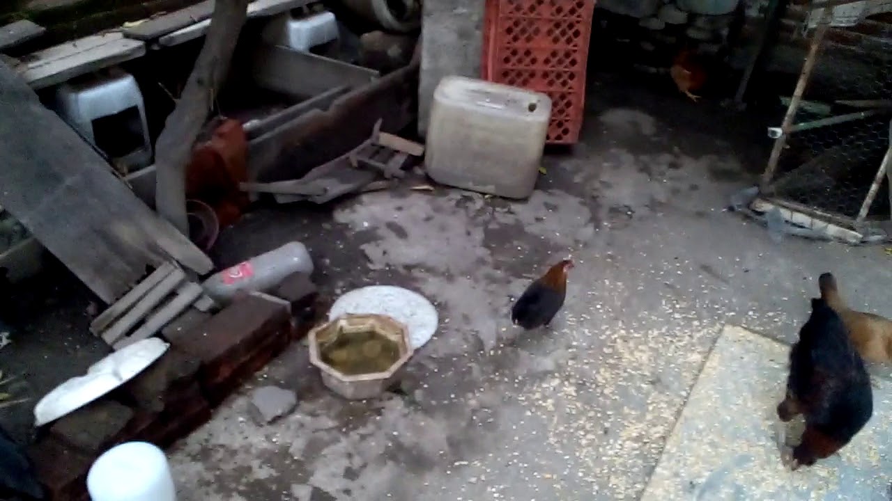 ¿Nacen los pollitos si se mojan los huevos ? - YouTube