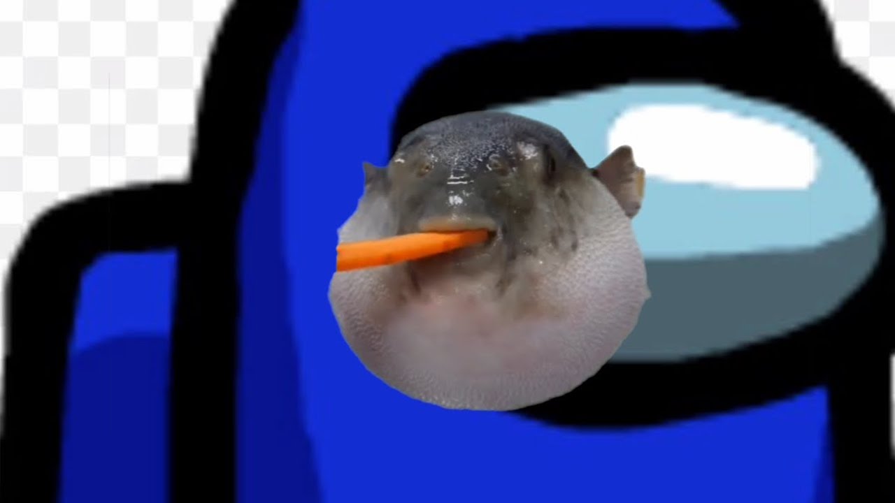 Pufferfish Sus? - YouTube