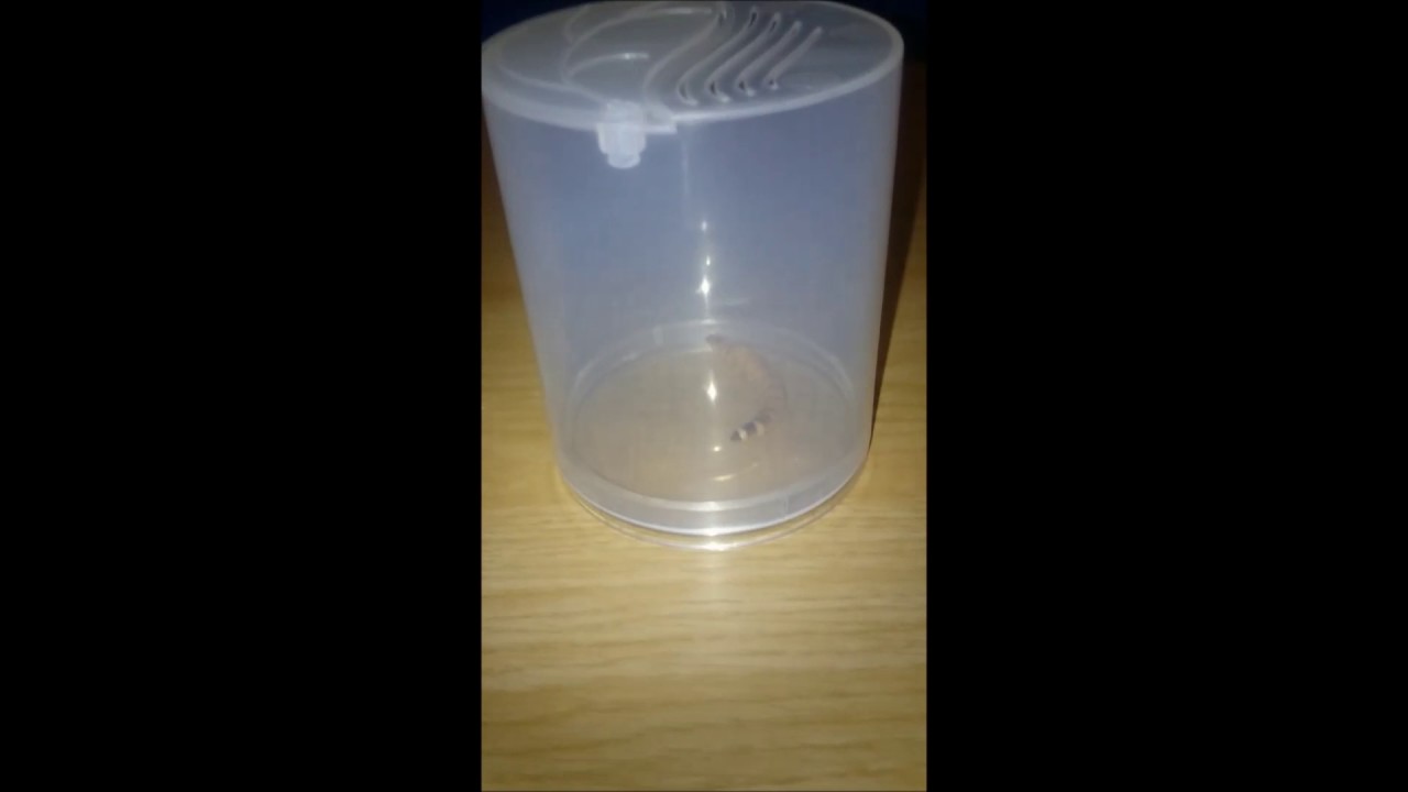 How to turn morio/super worms into darkling beetles w Rex feeding ...