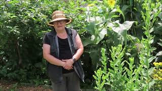 BUTTONBUSH trimming - PROBLEMS in the GARDEN #3  -  @CEGNatives