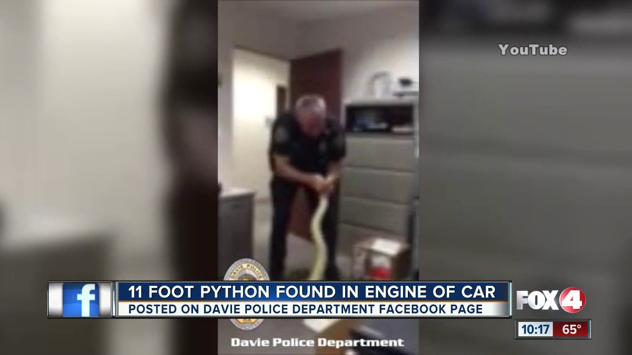 11 foot python found in engine of car - YouTube