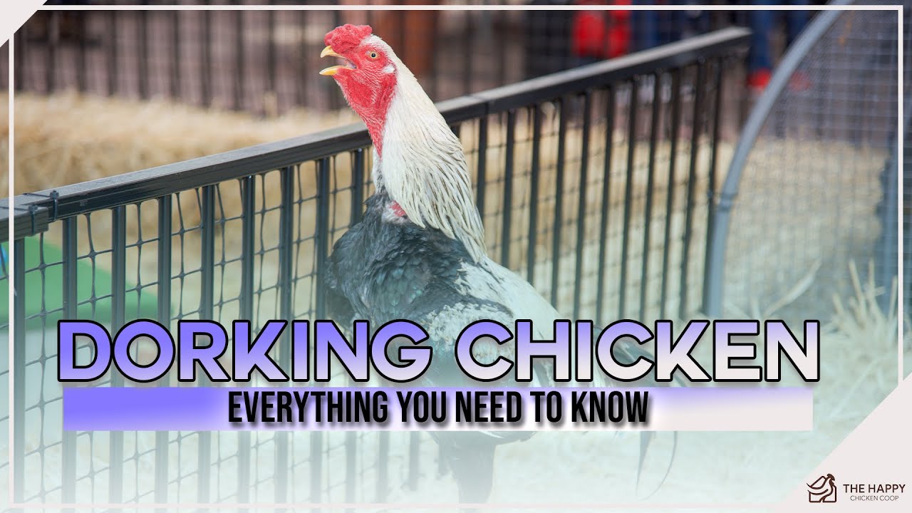 The Dorking Chicken Everything You Need to Know - YouTube