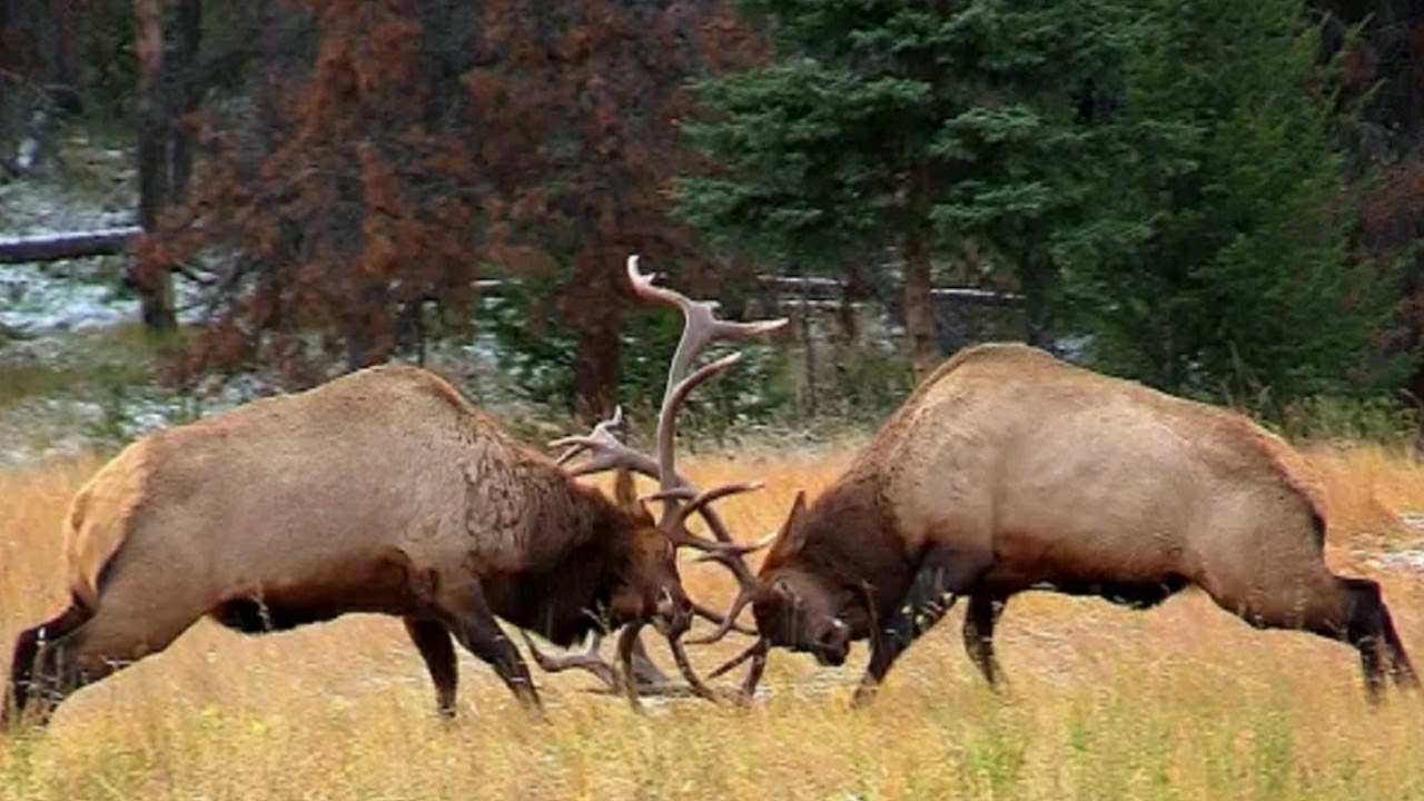 Elk fighting | Huge bull elk bugling during the rut - YouTube