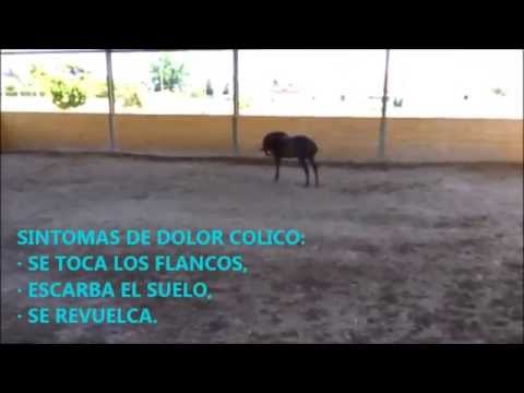 Síntomas de cólico equino - YouTube