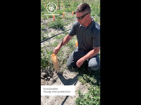 Grow Tubes - Sustainable new vine protection - YouTube