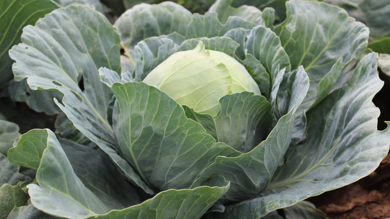 Cuidados del Cultivo de Repollo - YouTube
