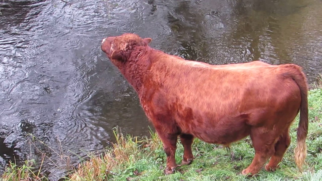 Bull Bellows--Big Red the Forlorn Lover - YouTube