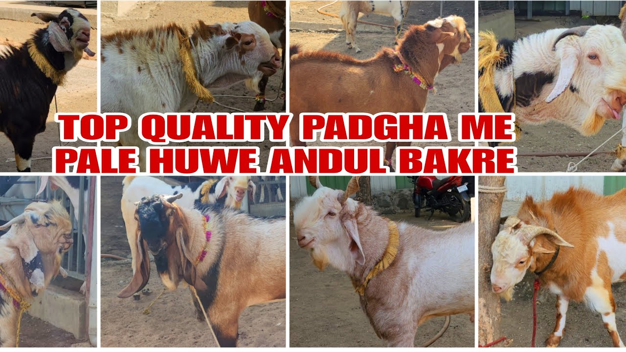 Padgha Me Pale Huwe Farm K Set Andul Bakre Al Makhmali Goat Farm ...