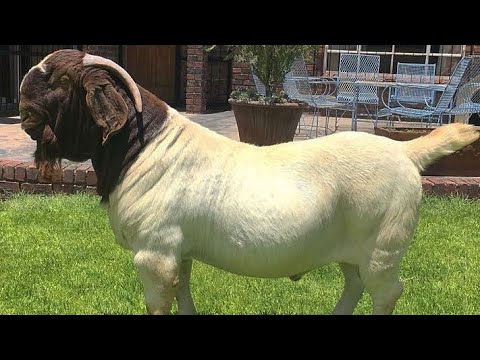 THE BEST GOAT MEAT IN SOUTH AFRICA! Boer Goat FARM - YouTube