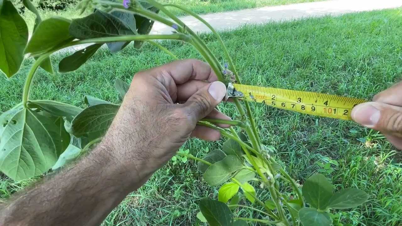 July 17th R3 Soybeans - YouTube