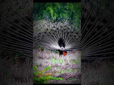 cool video. - YouTube
