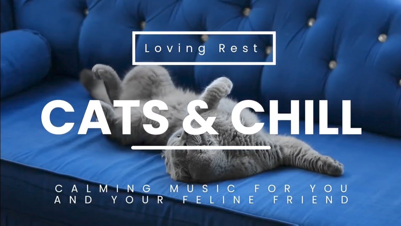 Chill with Cats: Calming Music for You and Your Feline Friend - YouTube