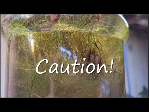 Resurrection Jars: A Cautionary Tale - YouTube