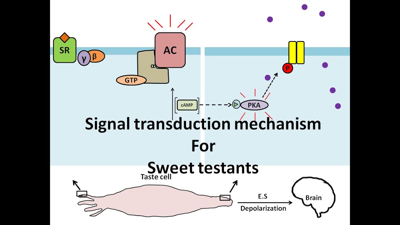 Signal transduction mechanism for sweet tastants - YouTube