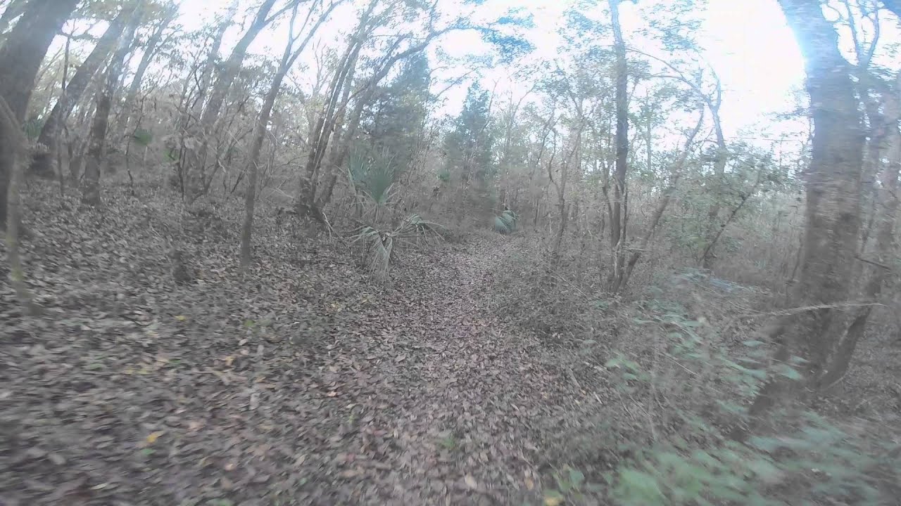 Withlacoochee State Forest Citrus Trail Hike- 6 - YouTube