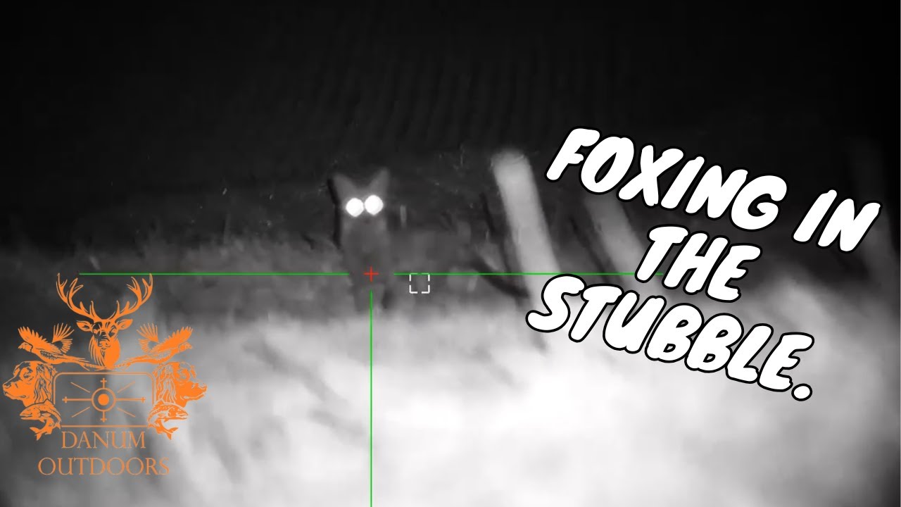 First fox on the stubble. Summer fox shooting - YouTube
