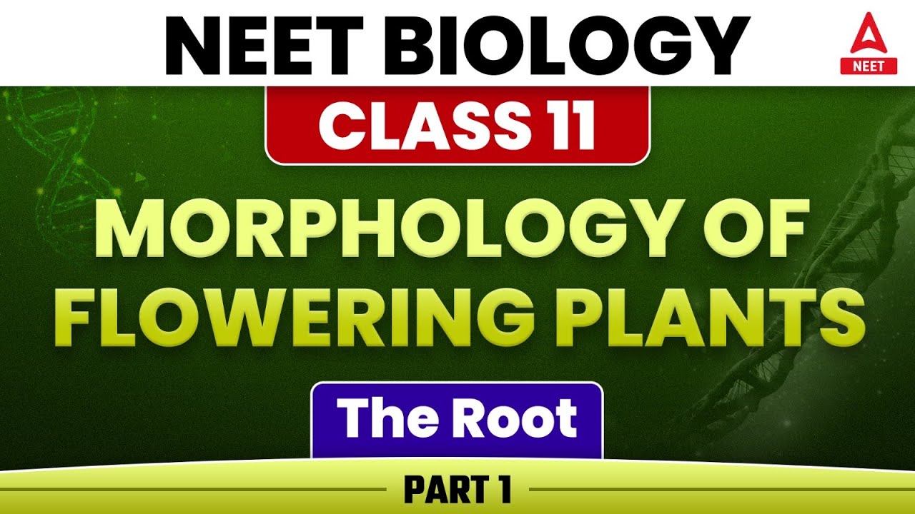 Morphology of flowering plants | part 1 - The Root | NEET/Class11th ...