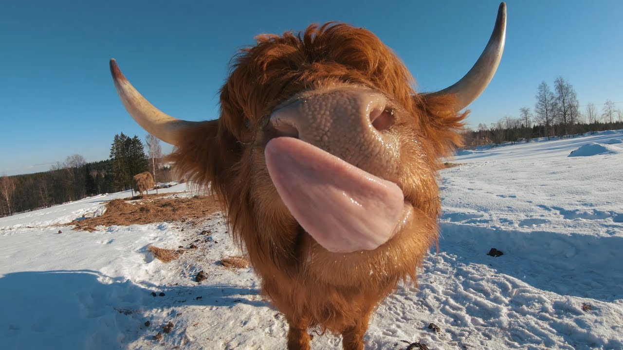 Scottish Highland Cattle In Finland: Cows try to lick camera - YouTube