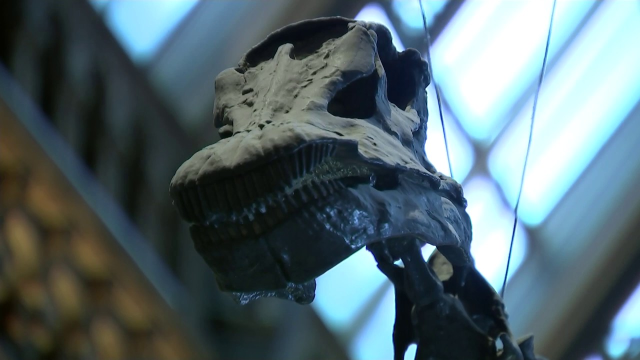 Dippy the Diplodocus spends his last day at the Natural History Museum ...