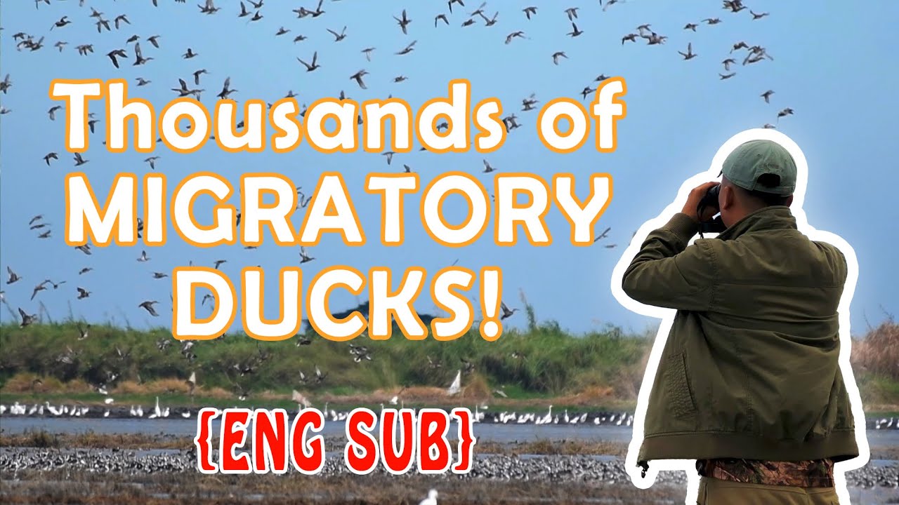 {ENG SUB} Birding Candaba Marsh in Late 2021 | Migratory Duck Galore ...