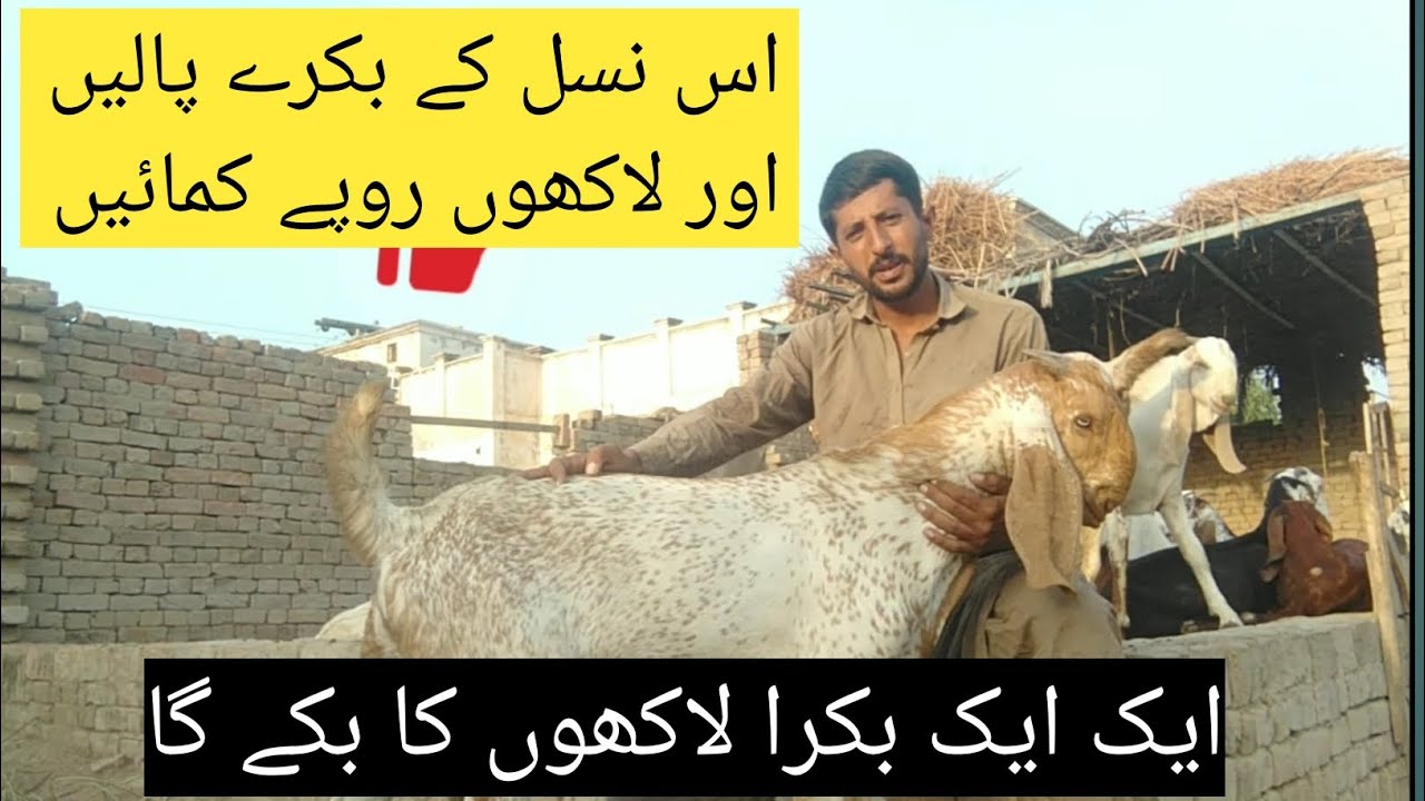 goat forming | goat form | bakra - YouTube
