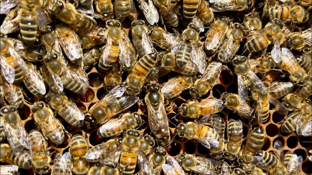 How to Split Bees like Doolittle! - YouTube