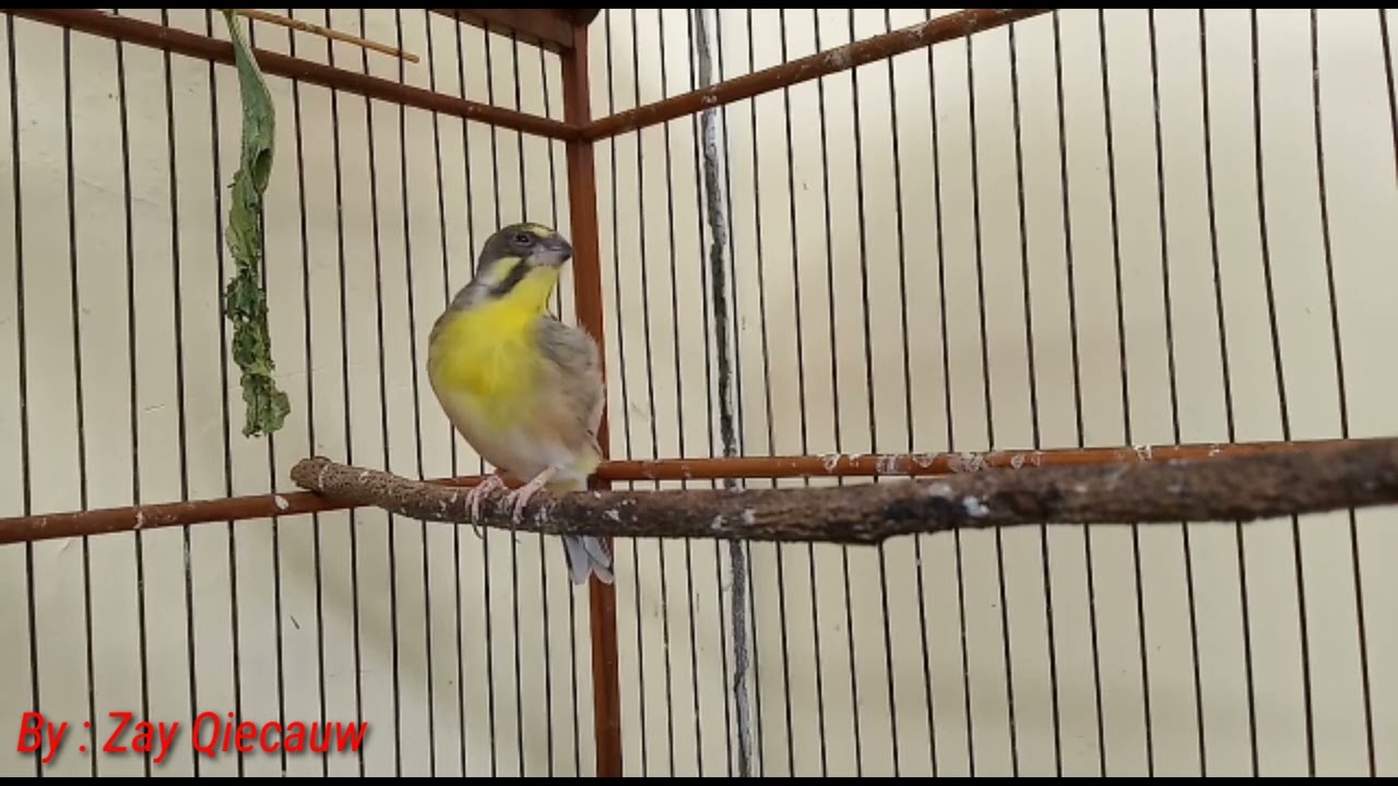 Lemon Finch Breasted. Masteran Lagu Ori - YouTube