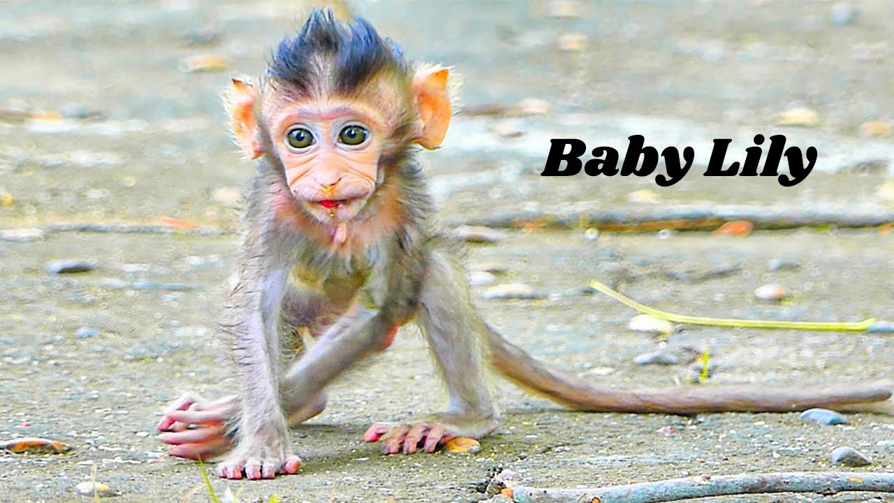 Tiny Baby Monkey Lily Is Very Small To Feeding On The Ground By Herself ...