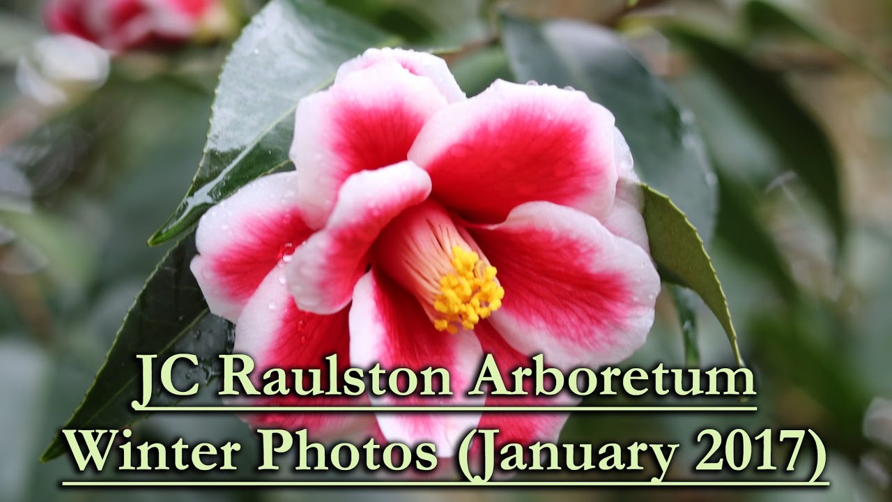 Photos of Flowers from the JC Raulston Arboretum - YouTube