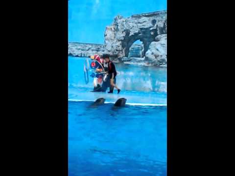 Yunusların gösterisi.