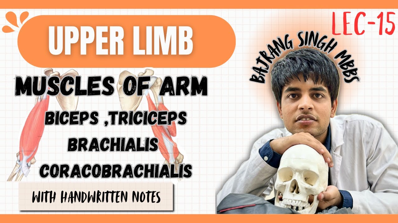Muscles of arm anatomy , biceps brachii , hybrid muscles ll upper limb ...