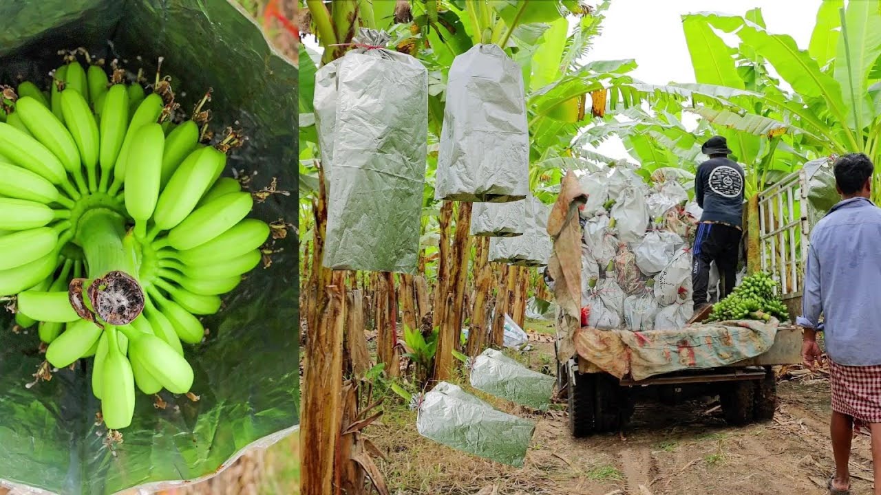 The Life Cycle of Emperor Banana | Modern Agricultural Plant Harvest of ...