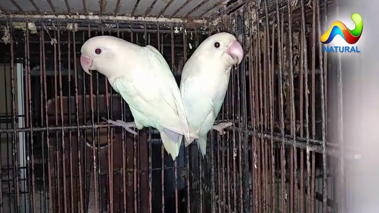 parblue Green Opaline Fischer Pairing | Albino Red Eyes Split - YouTube