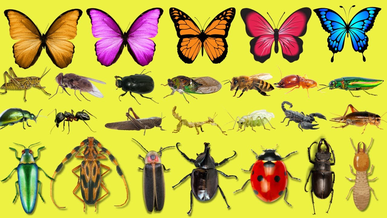 EASY ENGLISH Bug Names For All - YouTube