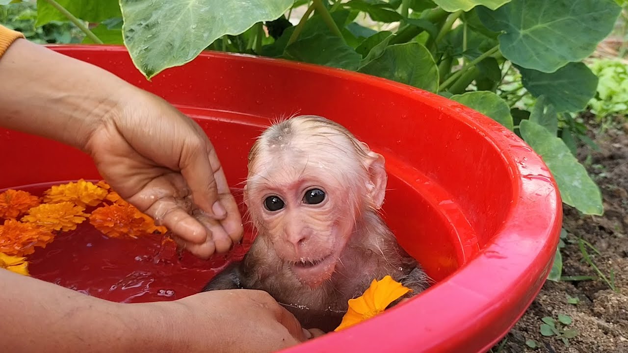 Baby monkey Cutis bathing in a pot with flowers - YouTube