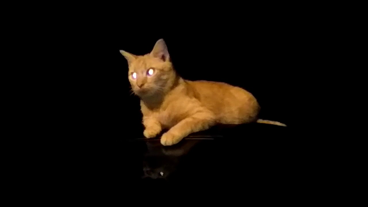 Cat scanning entity - YouTube