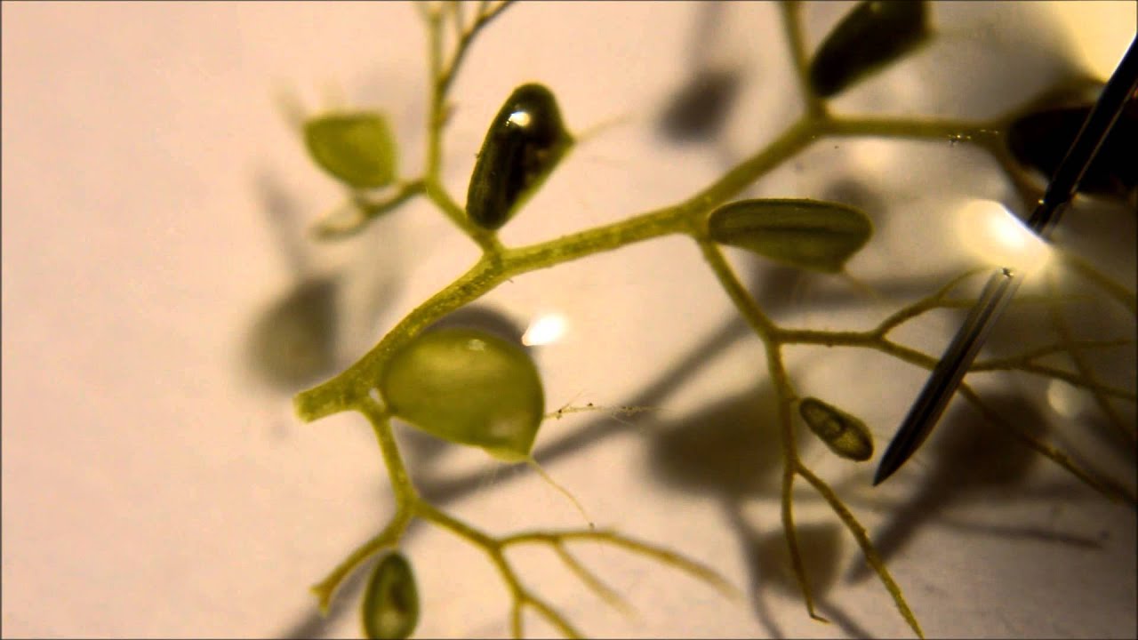 Utricularia australis Traps - A Carnivorous Plant - YouTube