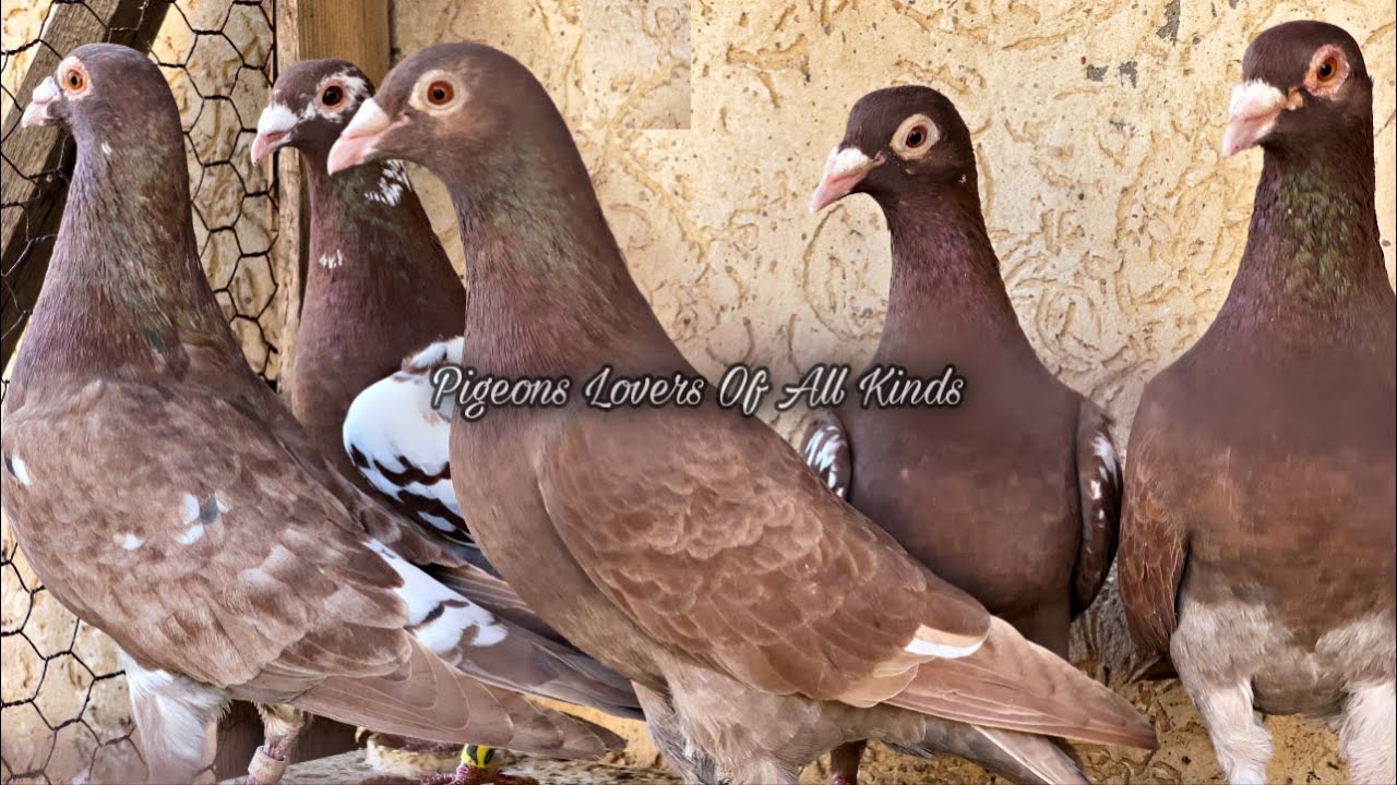 Meulemans pigeons - YouTube