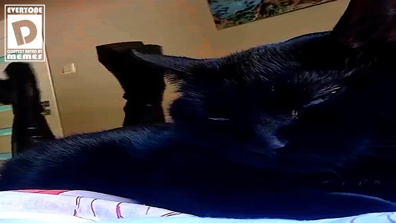 Is that Cat Rizzing me up!? - YouTube