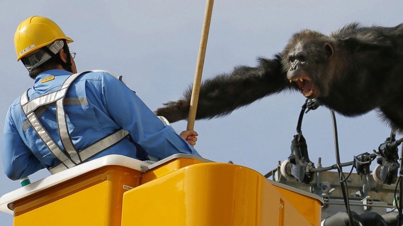 Escaped Chimp’s Daring, Failed Escape (VIDEO) - YouTube