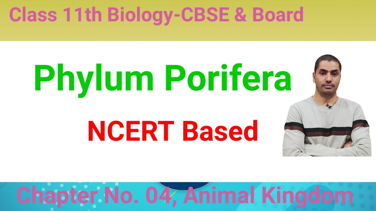 Phylum Porifera Class 11th Biology||NCERT - YouTube